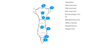 Thorax and the chest wall PPT | PPTX