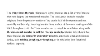 Thorax and the chest wall PPT | PPT