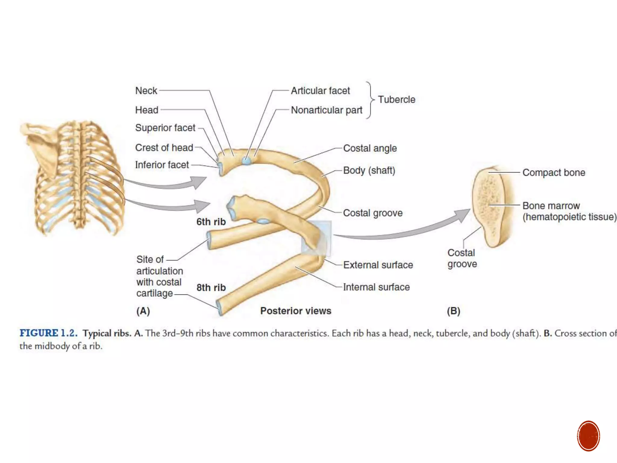 Thorax bones | PPTX