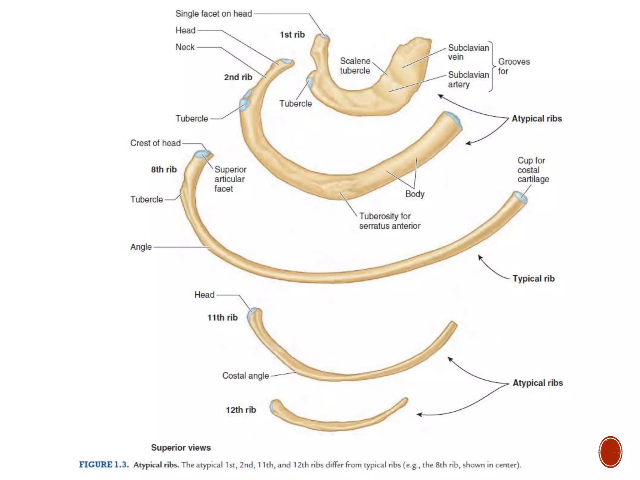 Thorax bones | PPTX