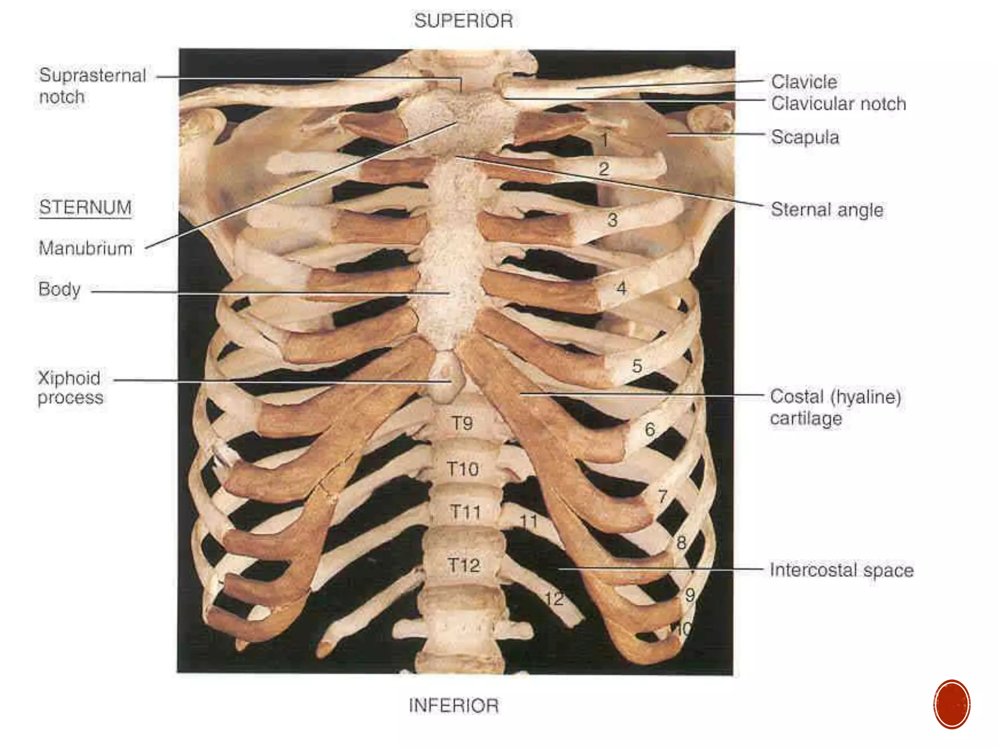 Thorax bones | PPTX