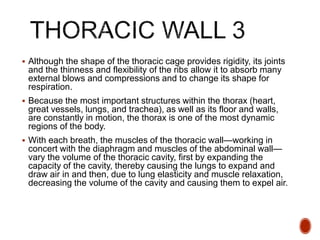 Thorax bones | PPTX