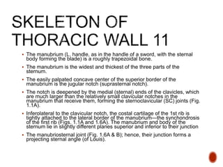 Thorax bones | PPTX