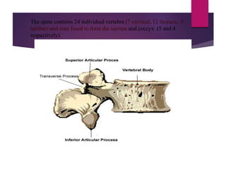 THORAX BONES.ppt