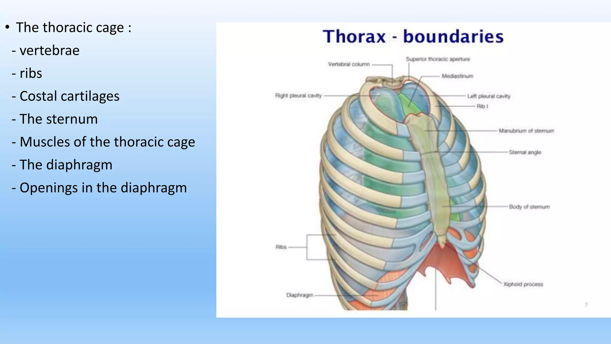 Thorax by Dr.Omar Mulla | PPT