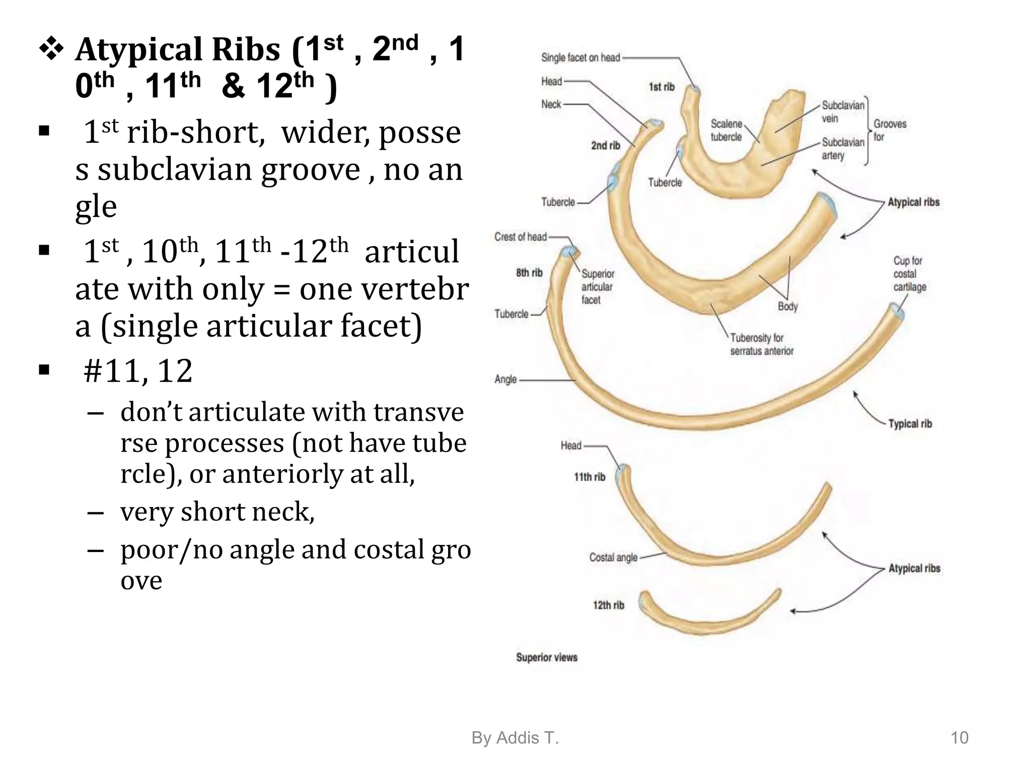 thorax cage.pptx
