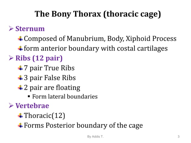 thorax cage.pptx