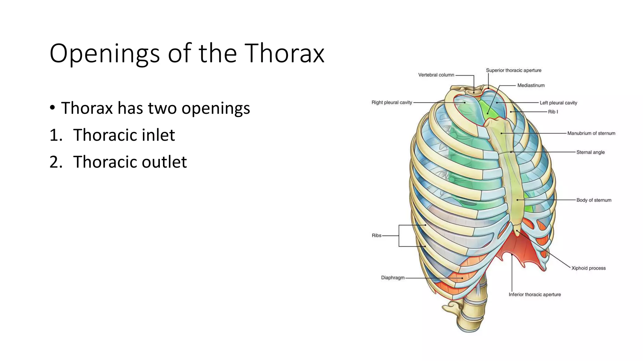 Thorax cavity.pptx
