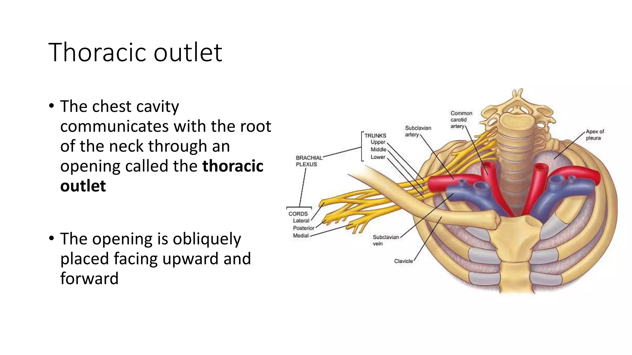 Thorax cavity.pptx