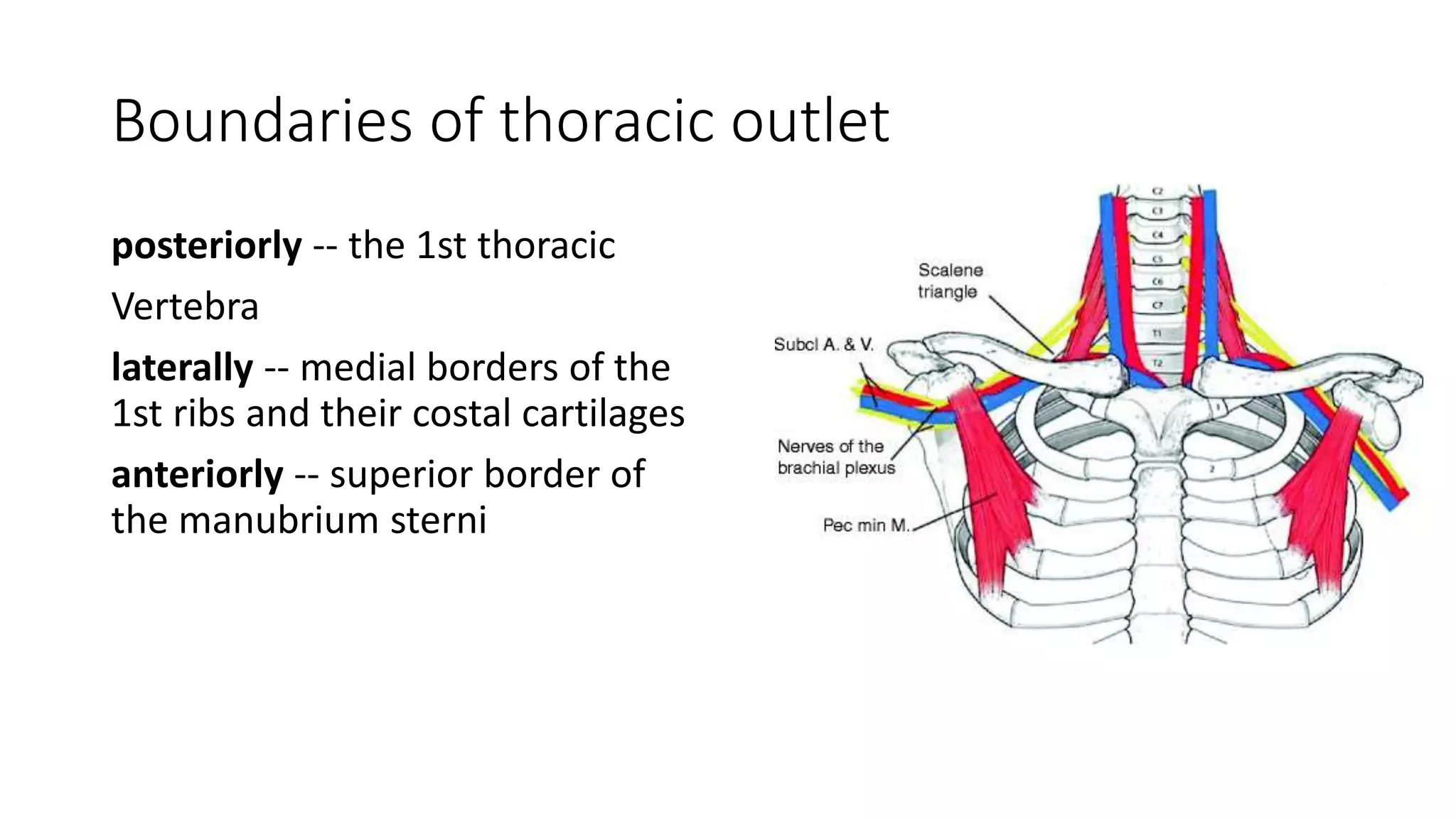 Thorax cavity.pptx
