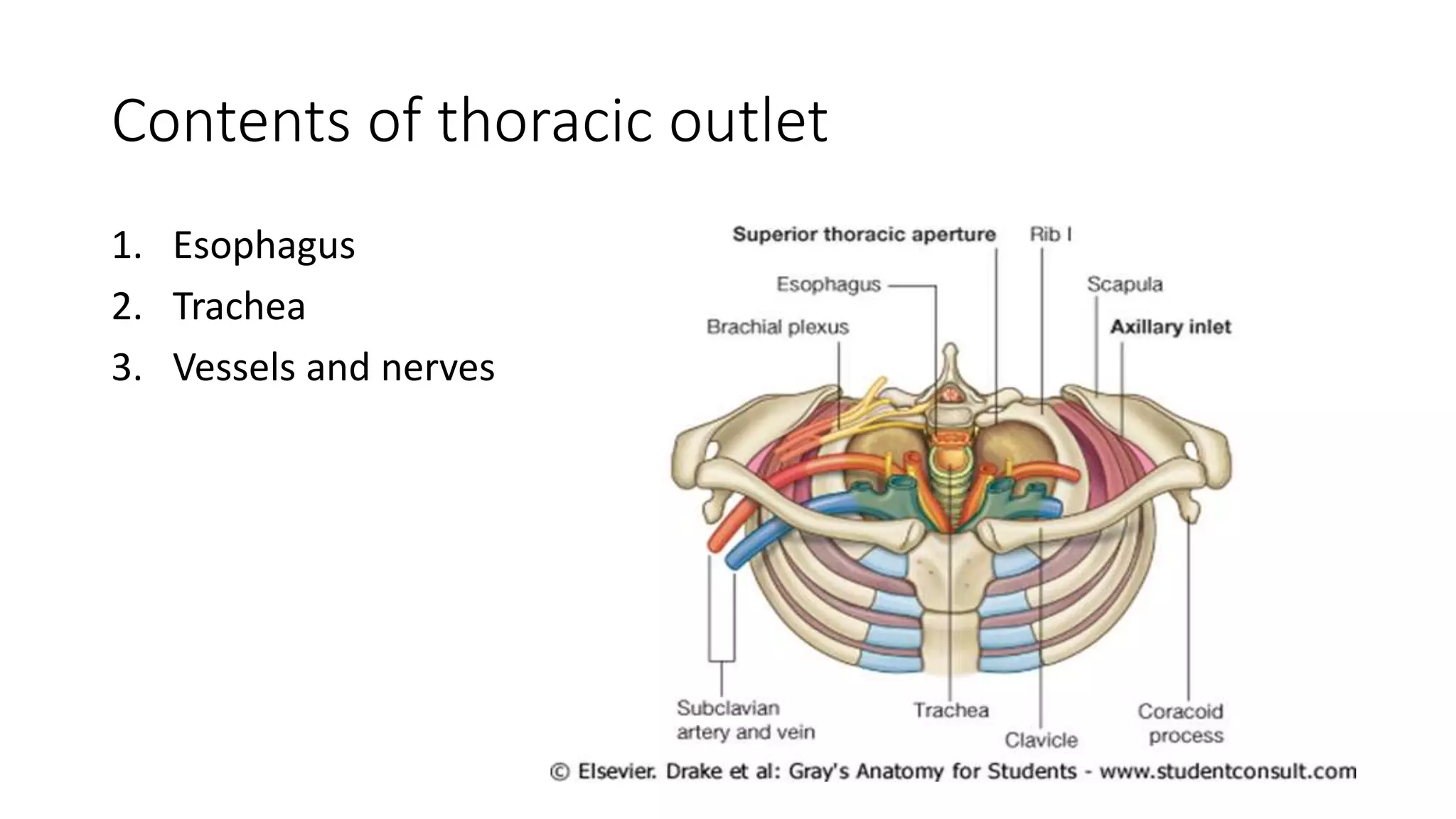 Thorax cavity.pptx