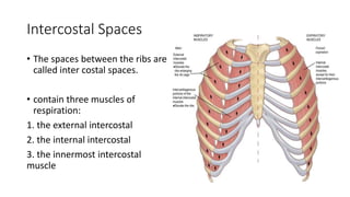 Thorax cavity.pptx