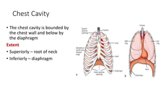Thorax cavity.pptx