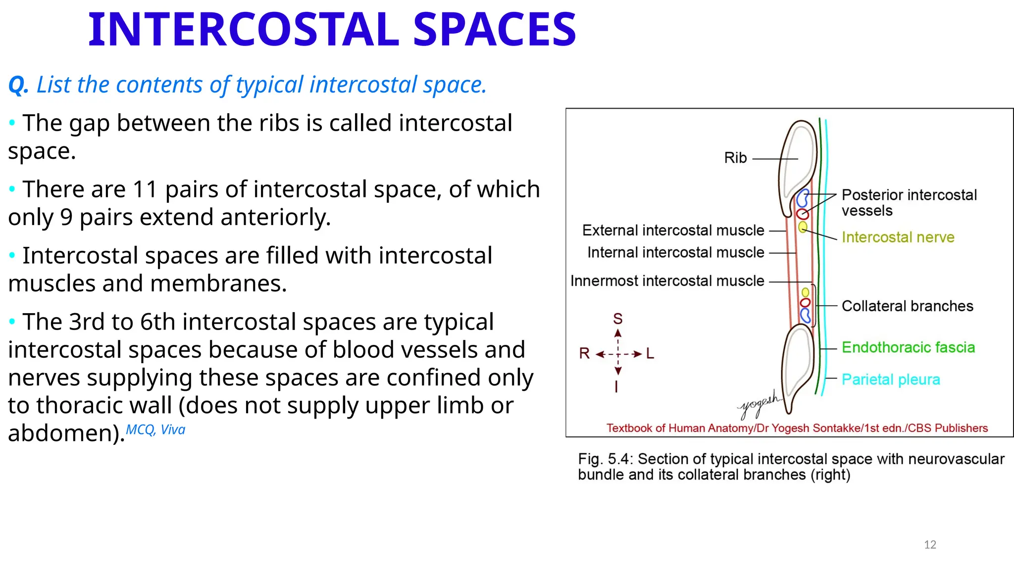 Thorax Chapter 5 Thoracic wall I.power point ptx | PPTX
