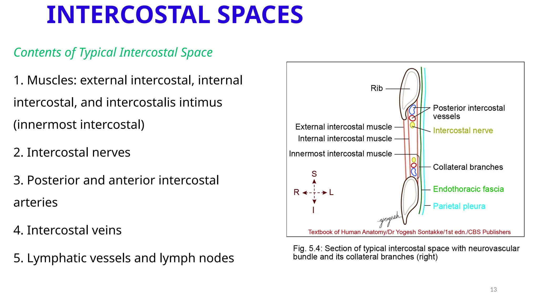 Thorax Chapter 5 Thoracic wall I.power point ptx | PPTX