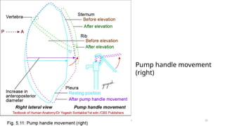 Thorax Chapter 5 Thoracic wall I.power point ptx | PPTX
