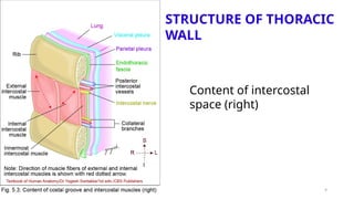 Thorax Chapter 5 Thoracic wall I.power point ptx | PPTX