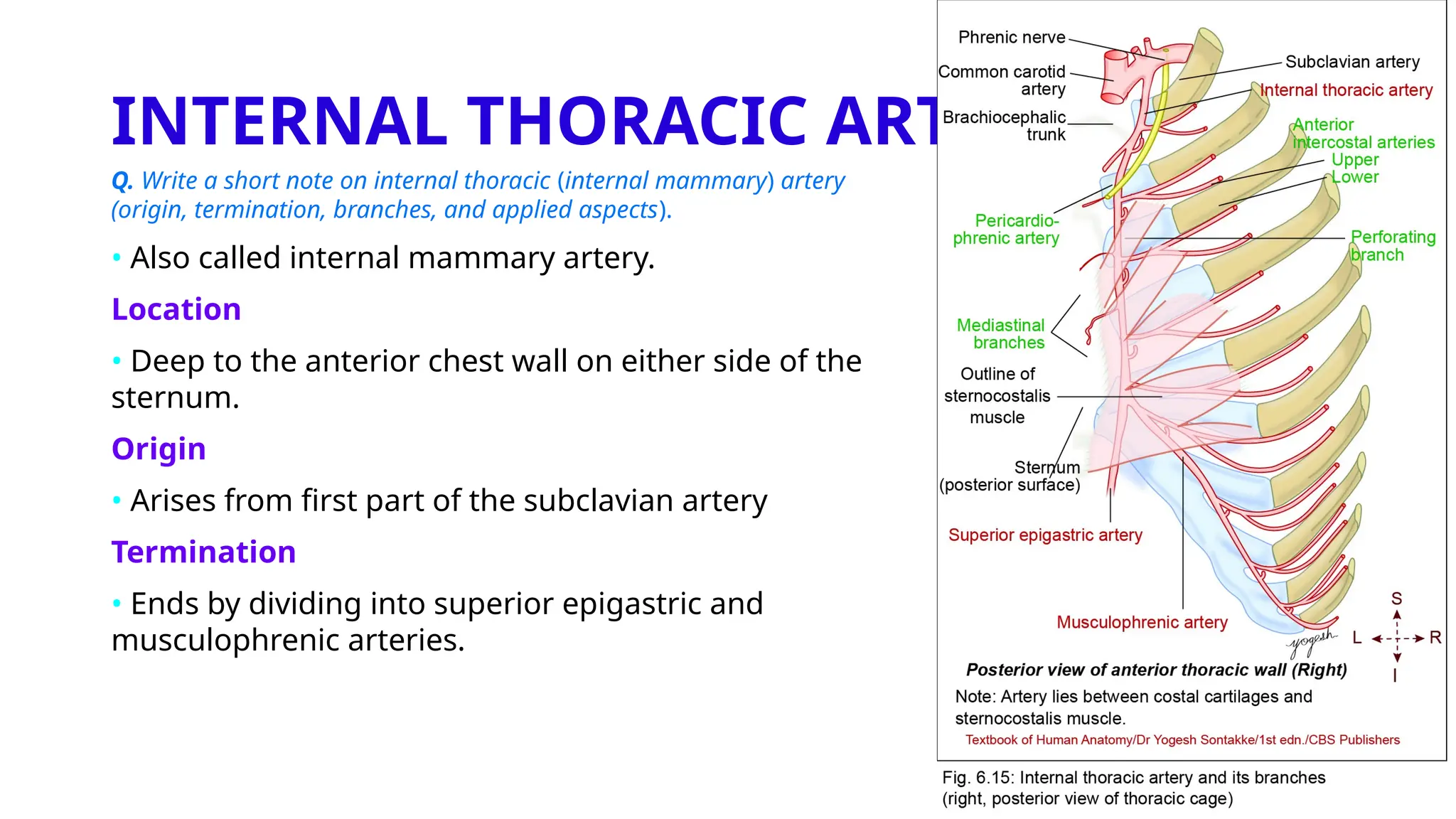 Thorax Chapter 6 Thoracic Wall II.power point ptx | PPTX