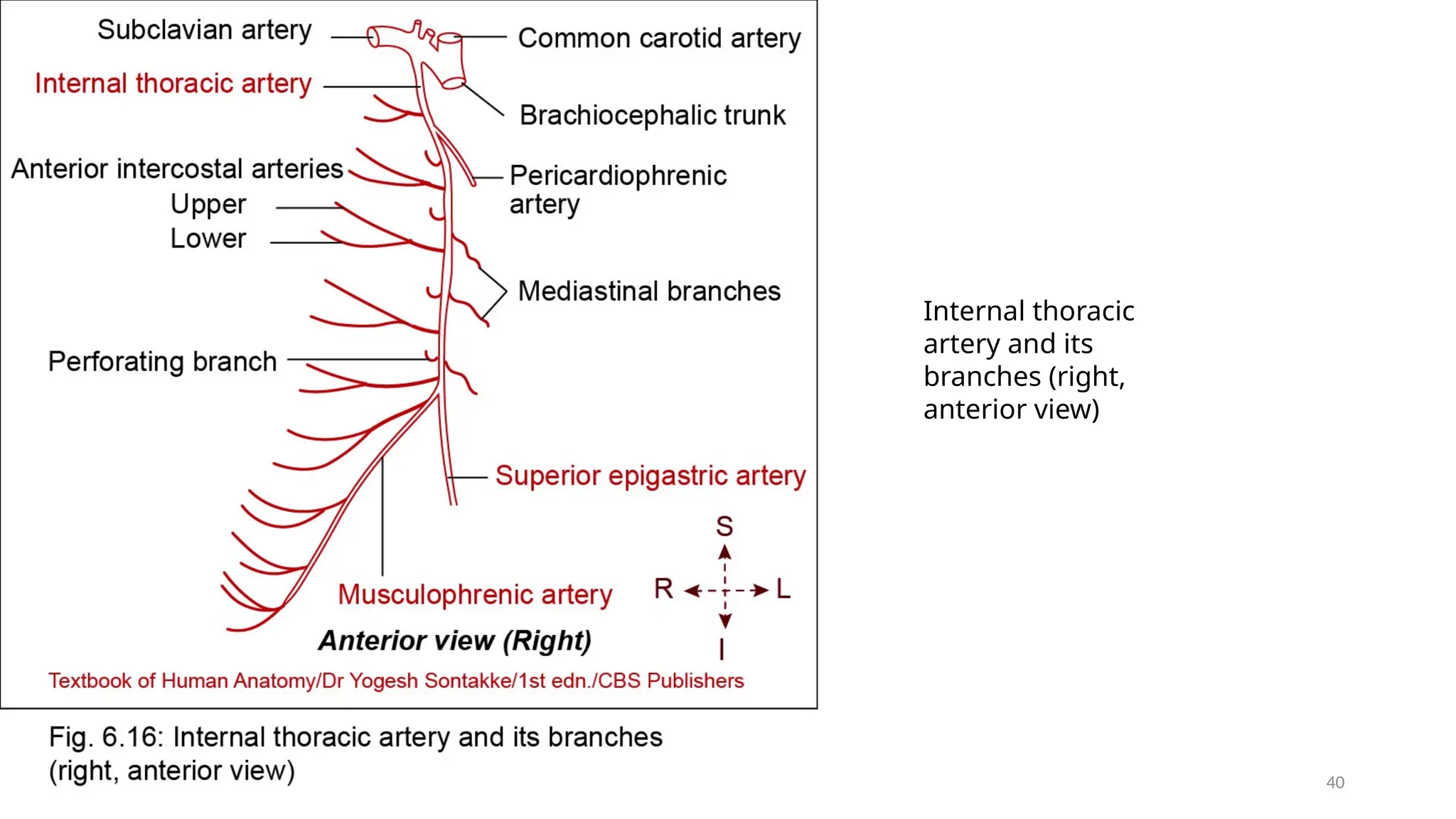 Thorax Chapter 6 Thoracic Wall II.power point ptx | PPTX