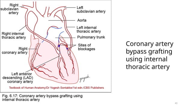 Thorax Chapter 6 Thoracic Wall II.power point ptx | PPTX