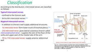 Thorax Chapter 6 Thoracic Wall II.power point ptx | PPTX