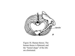 Thorax Differences | PPT