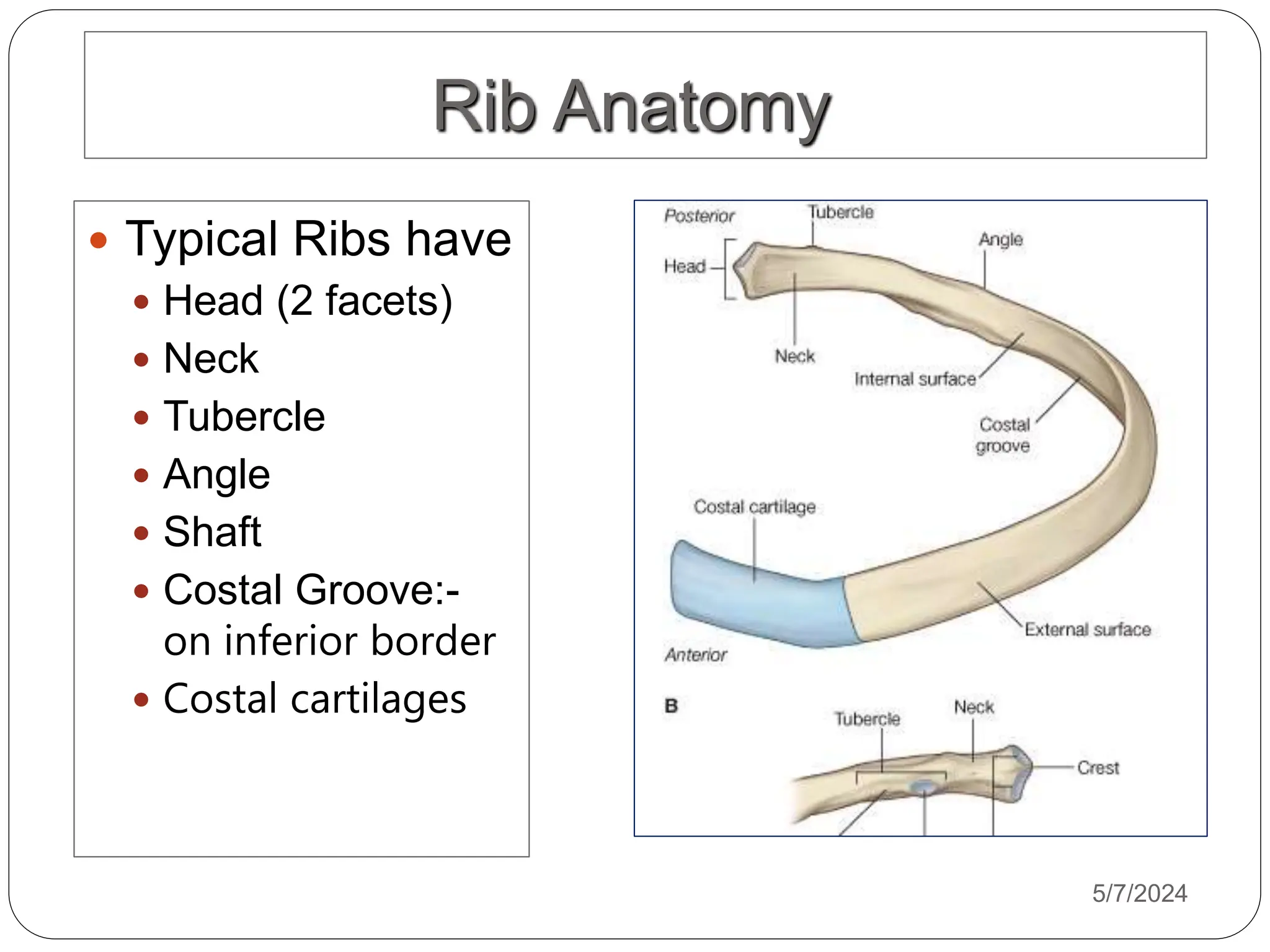 The thorax plays a crucial role in respiration and protecting internal ...