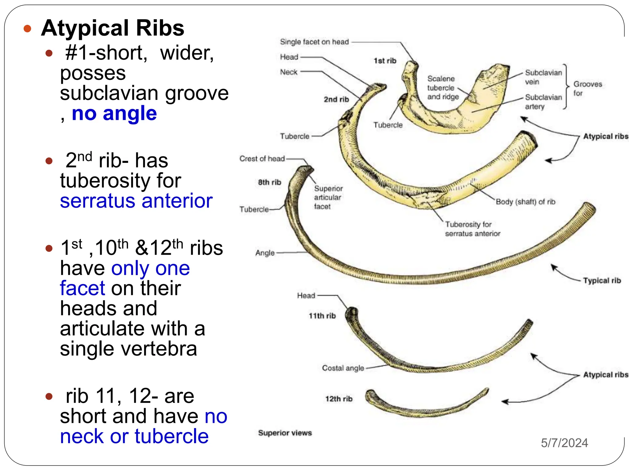 The thorax plays a crucial role in respiration and protecting internal ...