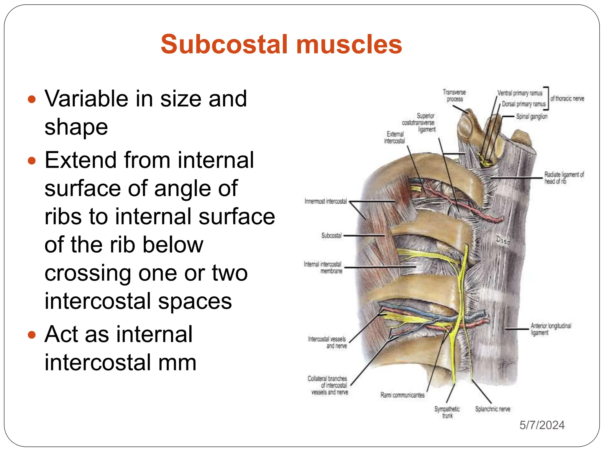 The thorax plays a crucial role in respiration and protecting internal ...