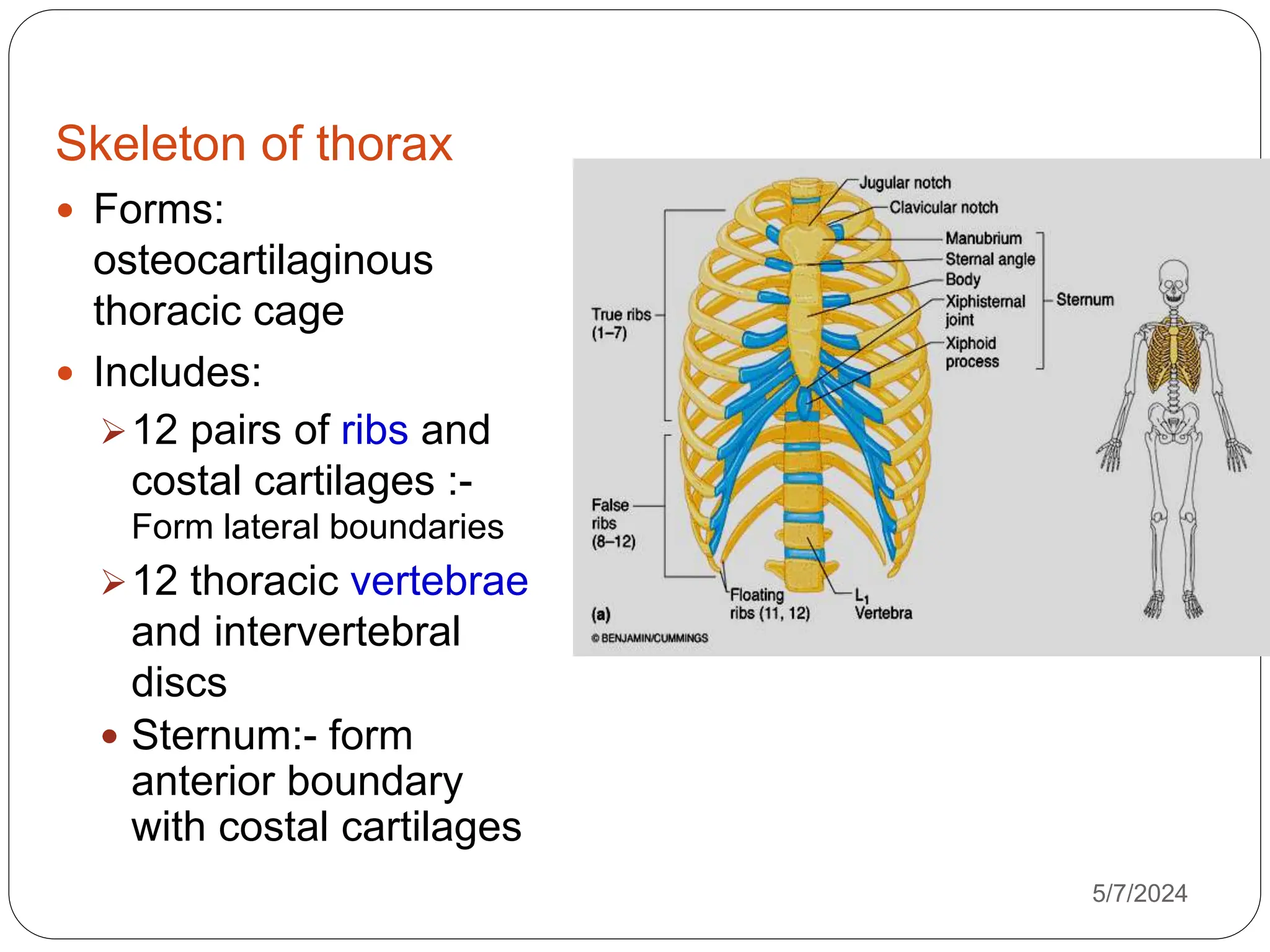 The thorax plays a crucial role in respiration and protecting internal ...