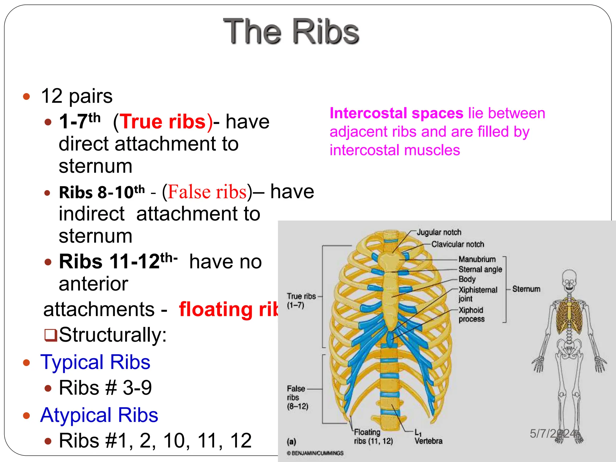 The thorax plays a crucial role in respiration and protecting internal ...