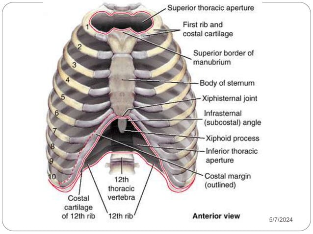 The thorax plays a crucial role in respiration and protecting internal ...