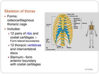 The thorax plays a crucial role in respiration and protecting internal ...