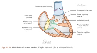 thoraxxxxxxxxxxxxxxxxxxxxxxxxxxgross.pdf
