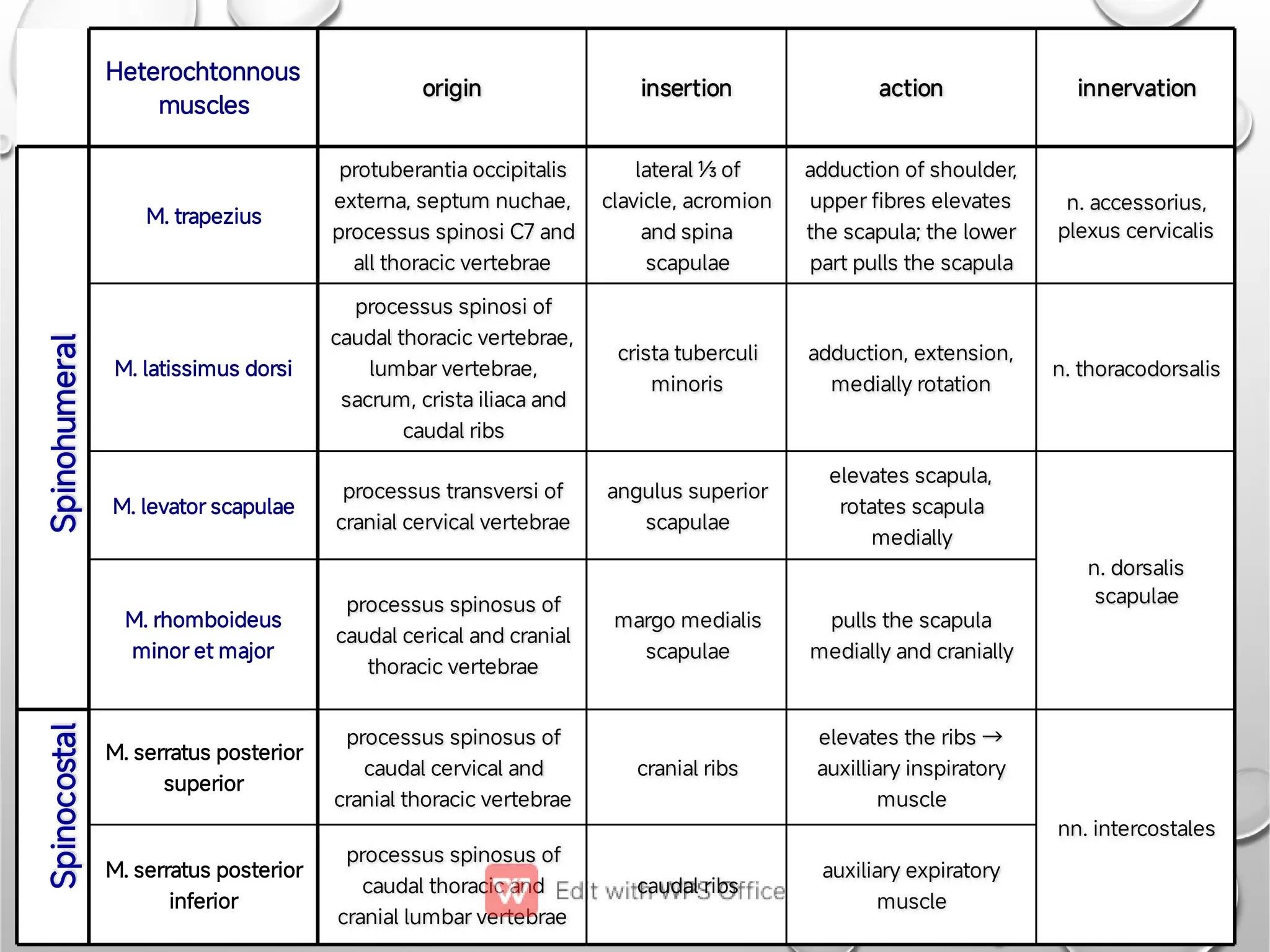 thorax muscle by Mohigul.pdf very important | PDF