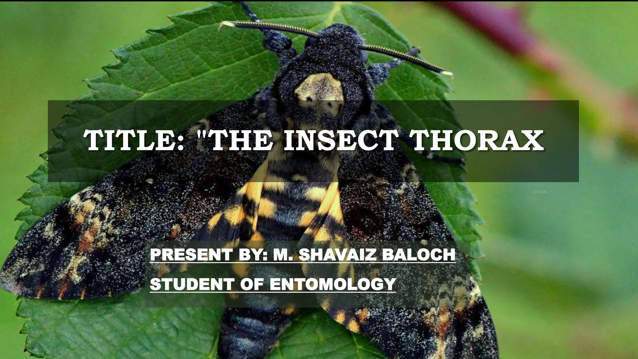 The Insect Thorax | PPTX