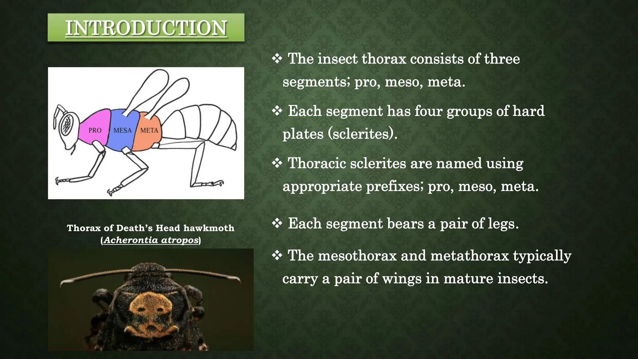 The Insect Thorax | PPTX