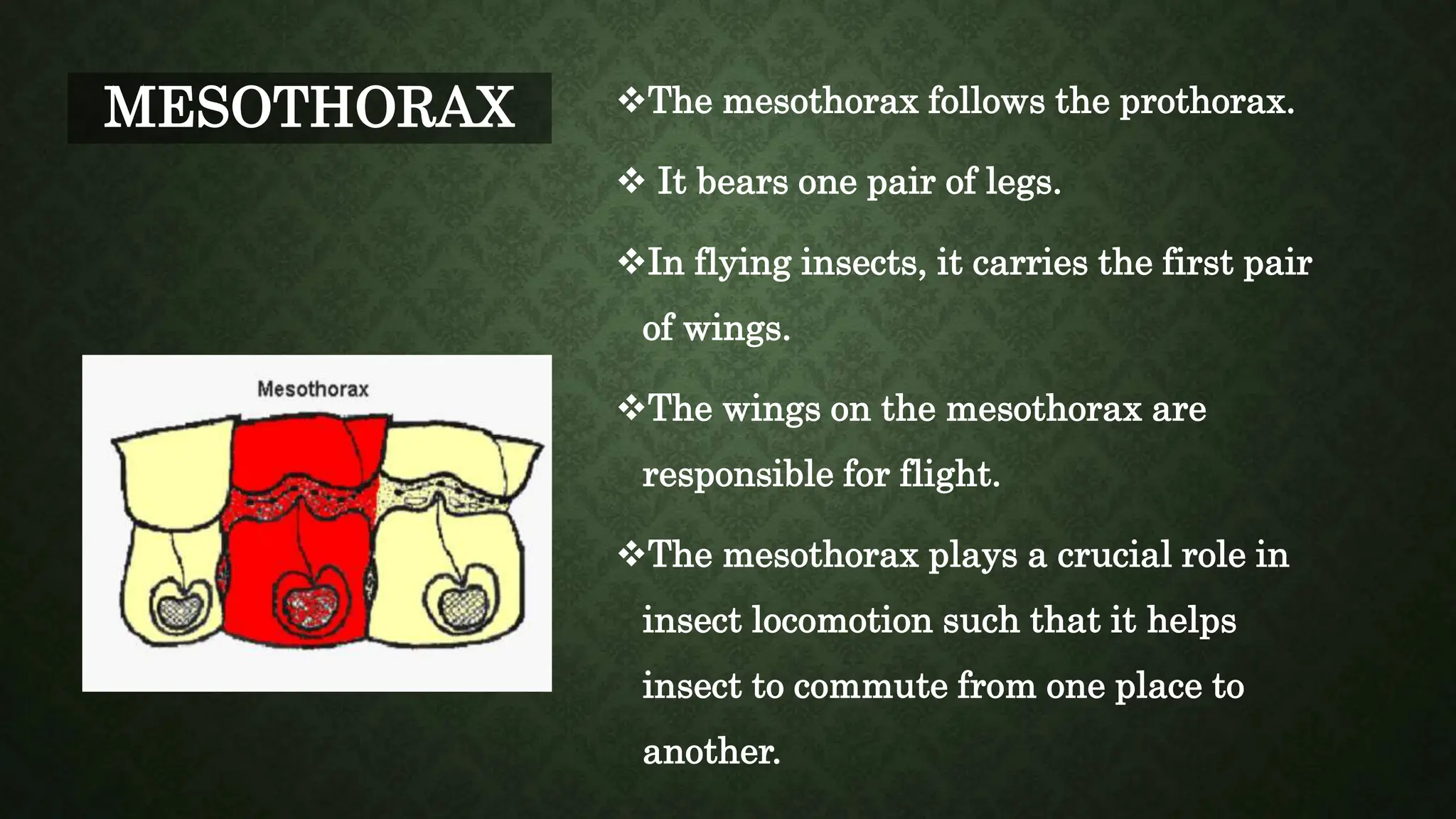 The Insect Thorax | PPTX