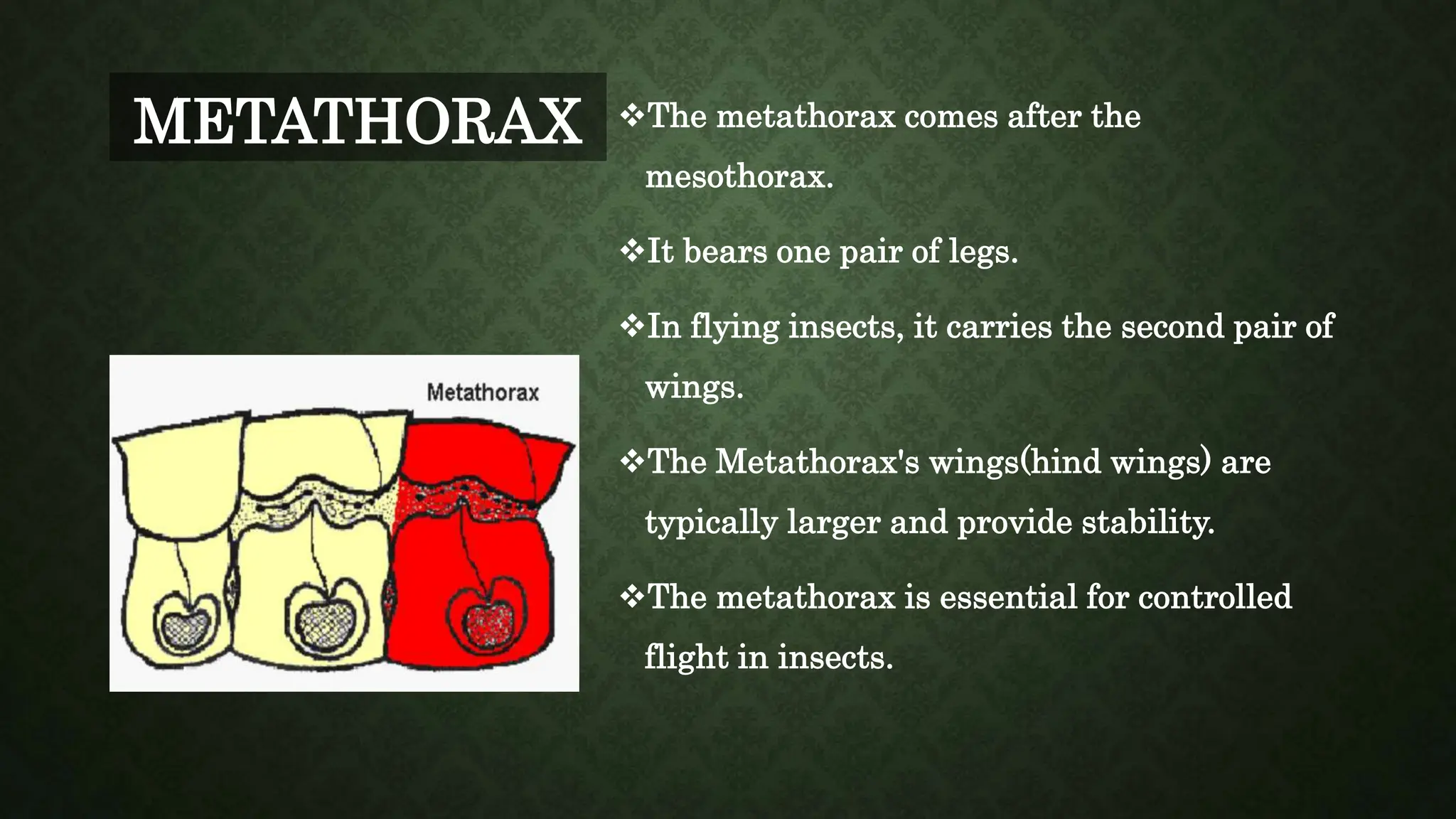 The Insect Thorax | PPTX