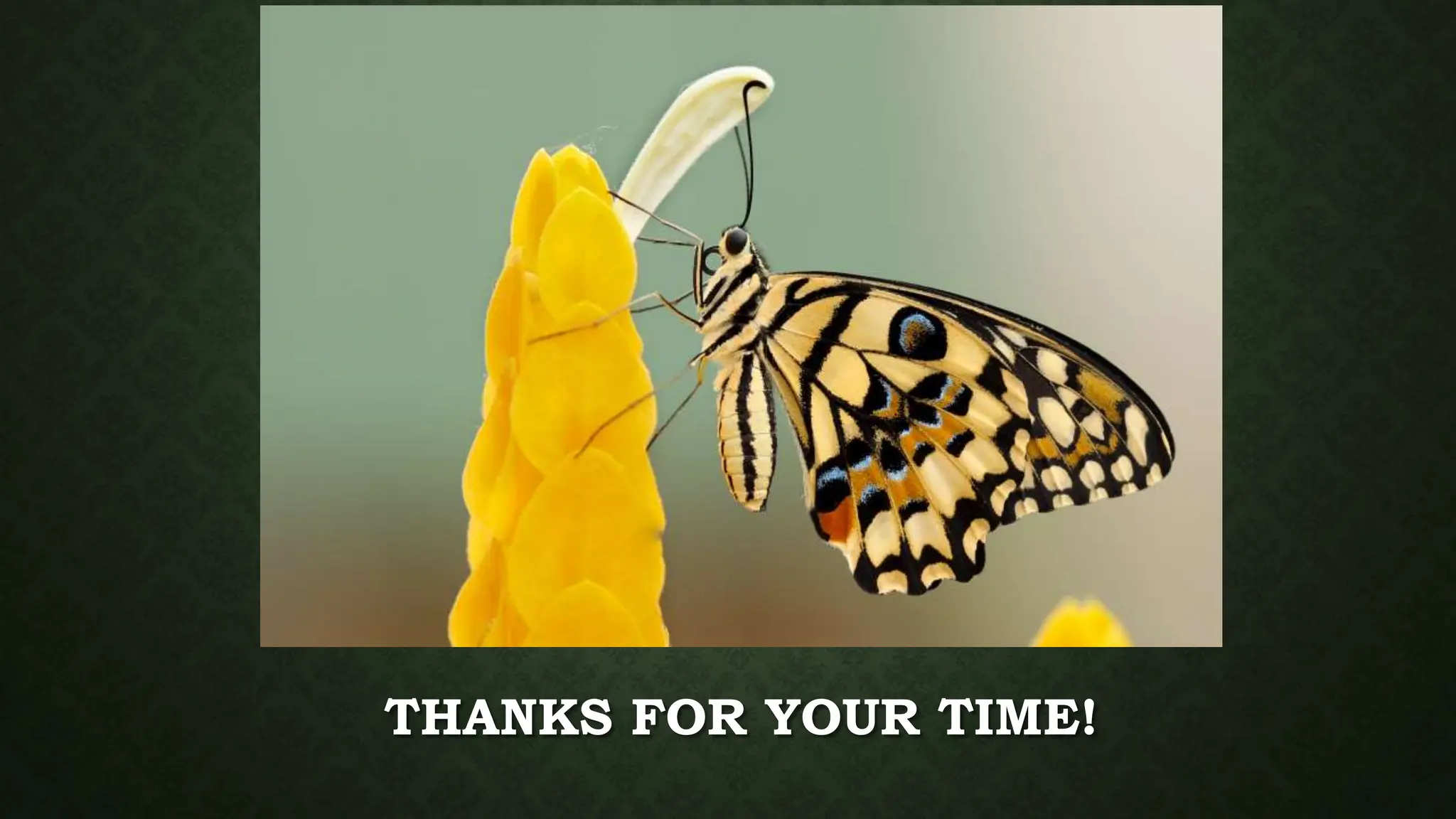 The Insect Thorax | PPTX