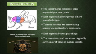 The Insect Thorax | PPTX