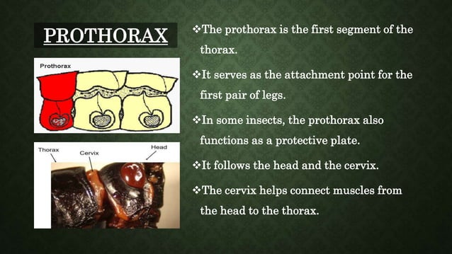 The Insect Thorax | PPTX | Biological Sciences | Science