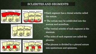 The Insect Thorax | PPTX