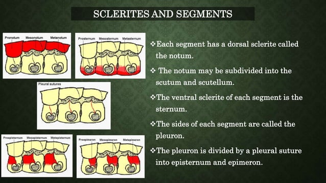 The Insect Thorax | PPTX | Biological Sciences | Science