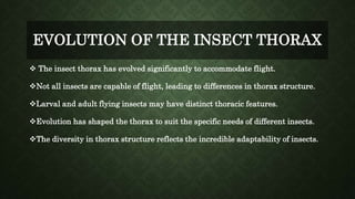 The Insect Thorax | PPTX