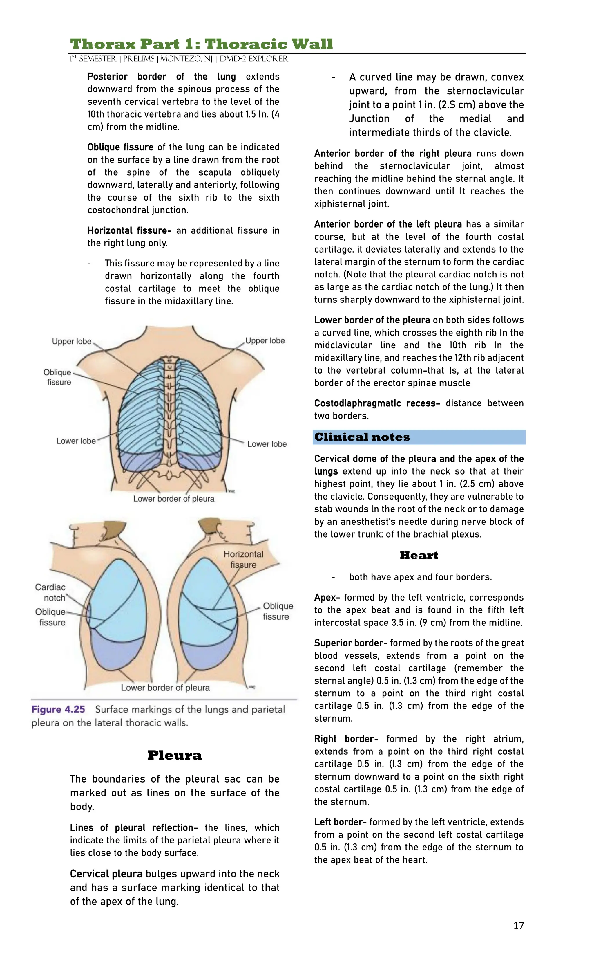 Thorax prt. 1.pdf