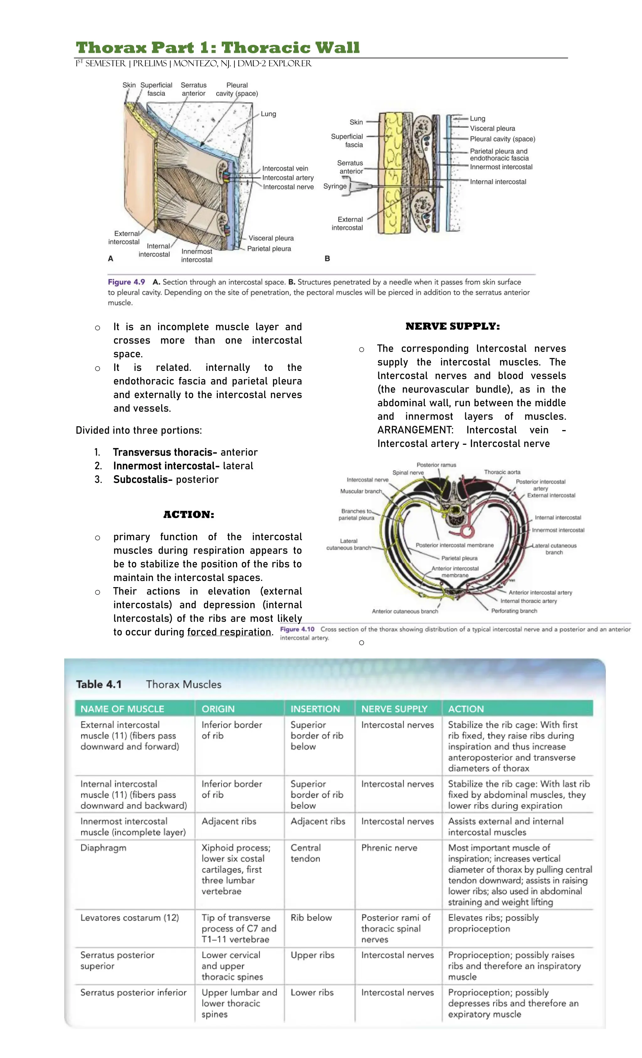 Thorax prt. 1.pdf