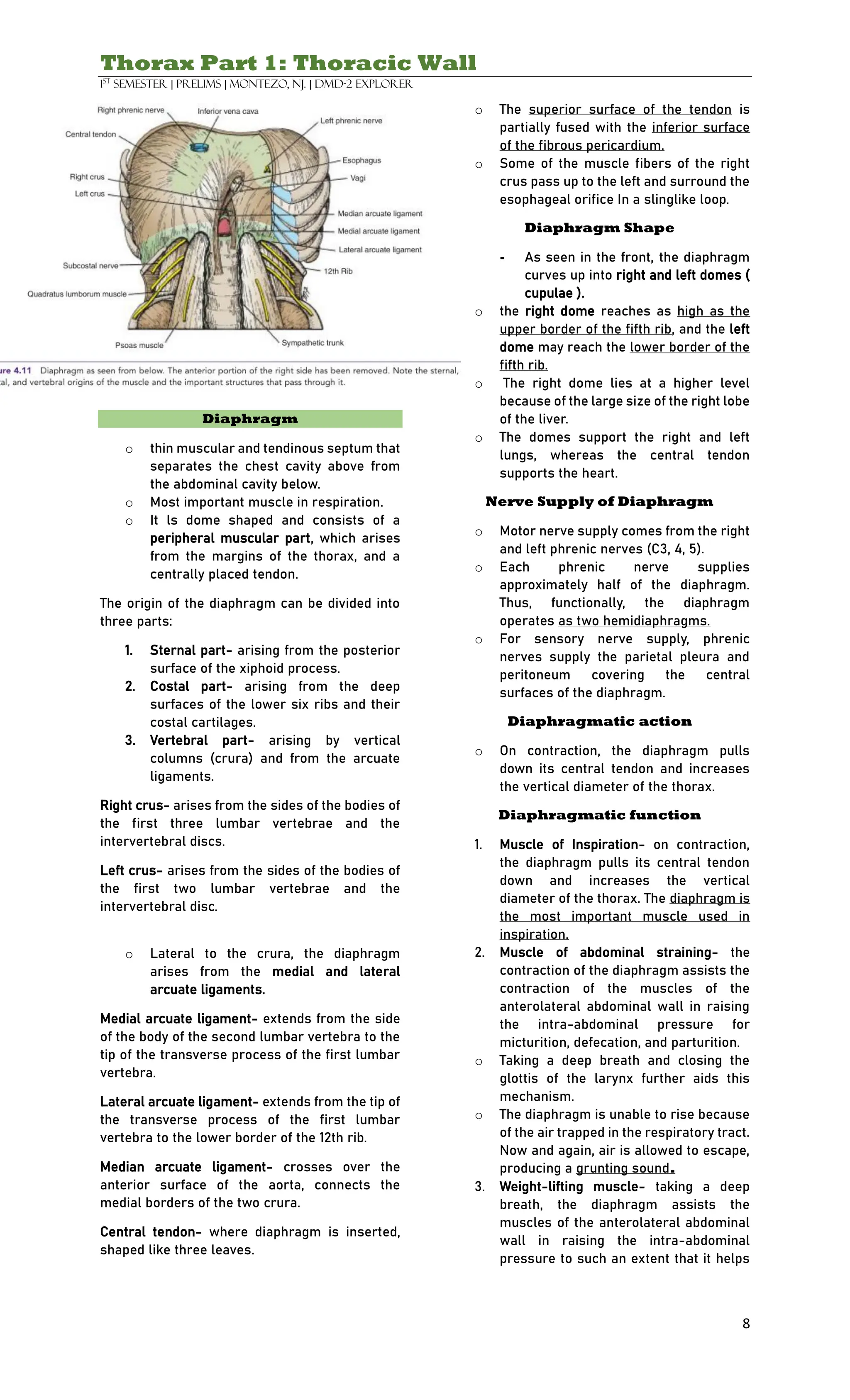 Thorax prt. 1.pdf