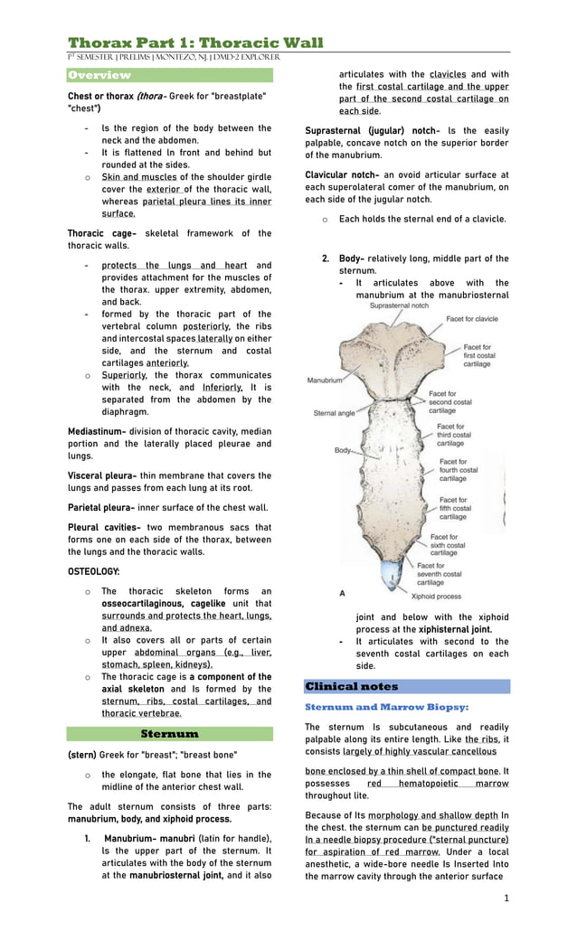 Thorax prt. 1.pdf