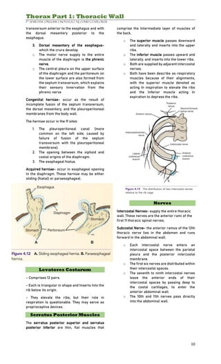 Thorax prt. 1.pdf